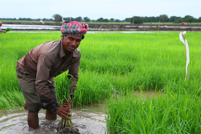 farmlandgrab.org | India’s role in the new global farmland grab