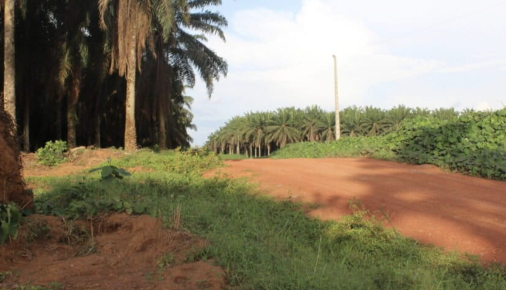 farmlandgrab.org | Palm oil giant Socapalm still planting on disputed ...