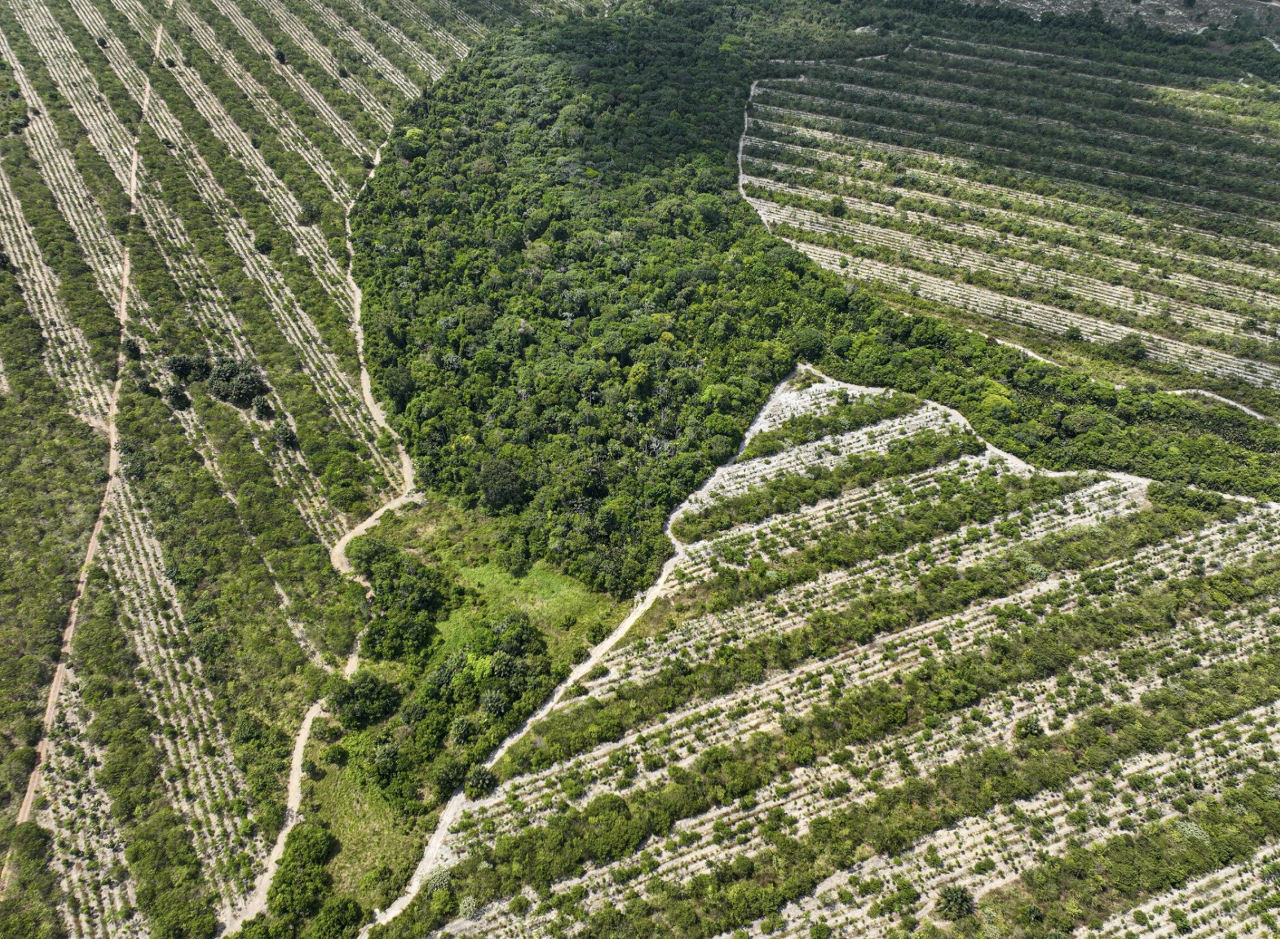 farmlandgrab.org | Regrowing the Amazon